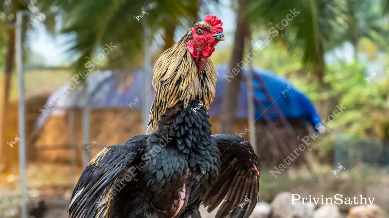 Fighting Rooster Breeds Pictures