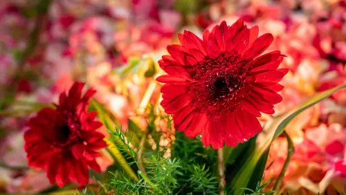 NaturePicStock - Nature Stock Images website by PrivinSathy(PicS)