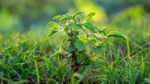 NaturePicStock - Stock Photography Website by PrivinSathy