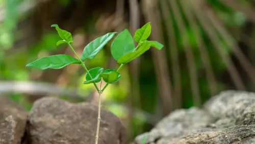 NaturePicStock - High-Quality Nature Stock Photos Website
