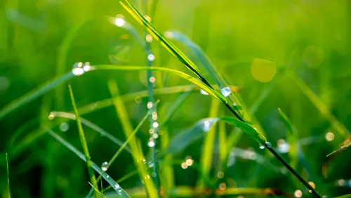 NaturePicStock - Stock Photography Website by PrivinSathy