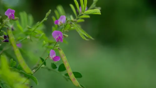NaturePicStock - Nature Stock Images website by PrivinSathy(PicS)