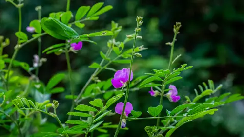 NaturePicStock - High-Quality Nature Stock Photos Website