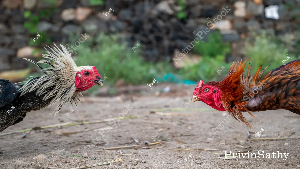 NaturePicStock - High-Quality Nature Stock Photos Website