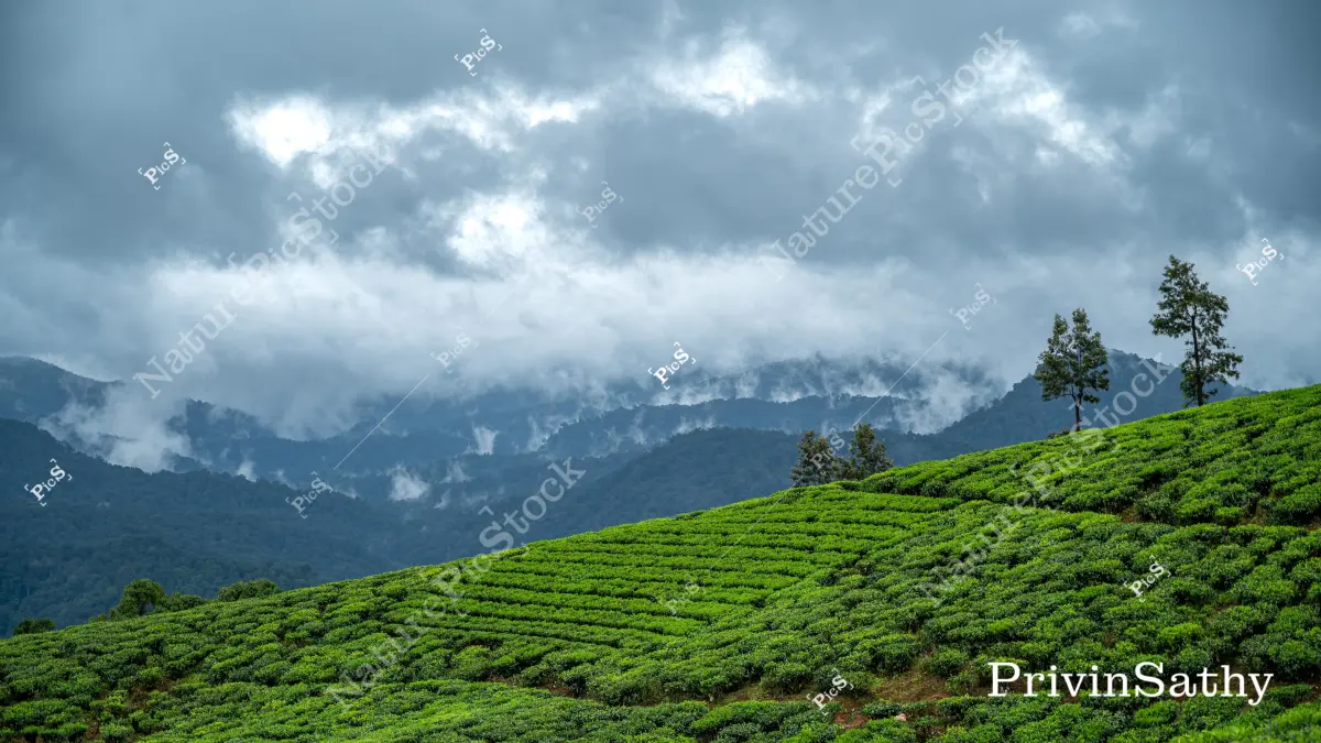 NaturePicStock - High-Quality Nature Stock Photos Website