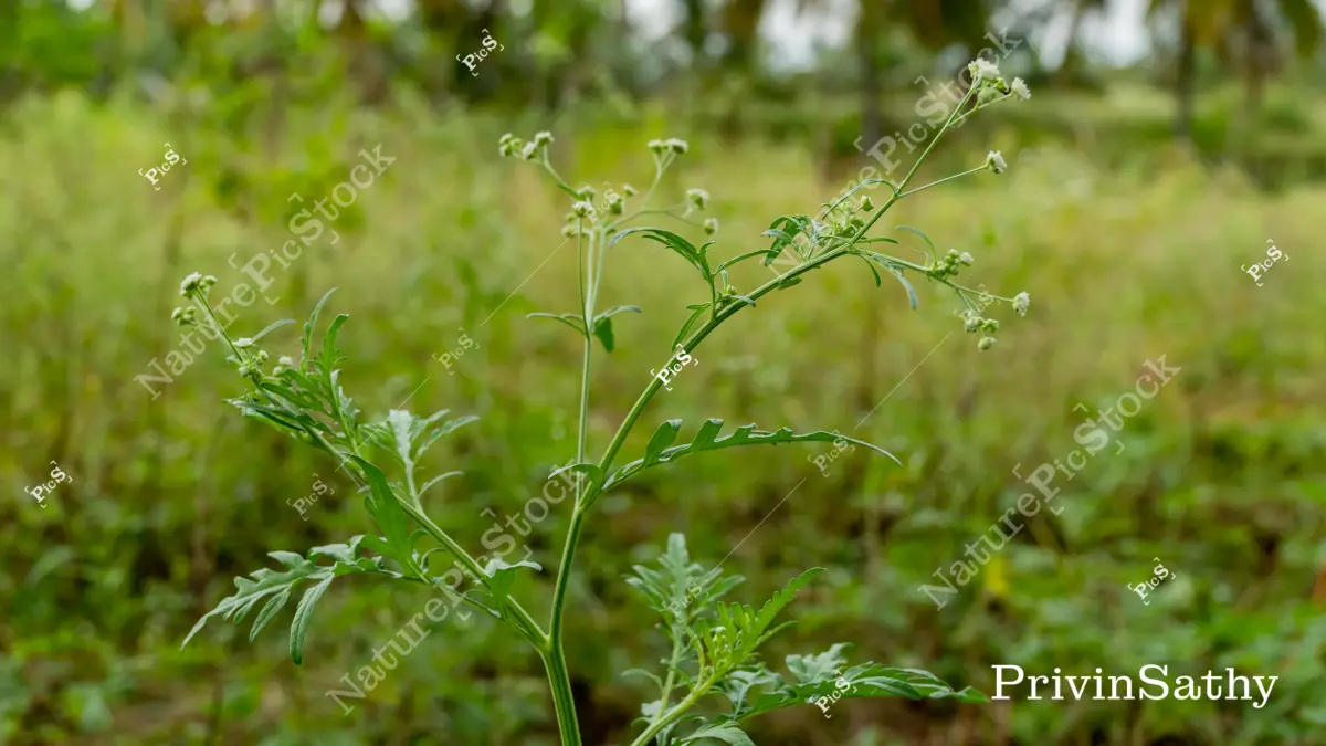 NaturePicStock - High-Quality Nature Stock Photos Website