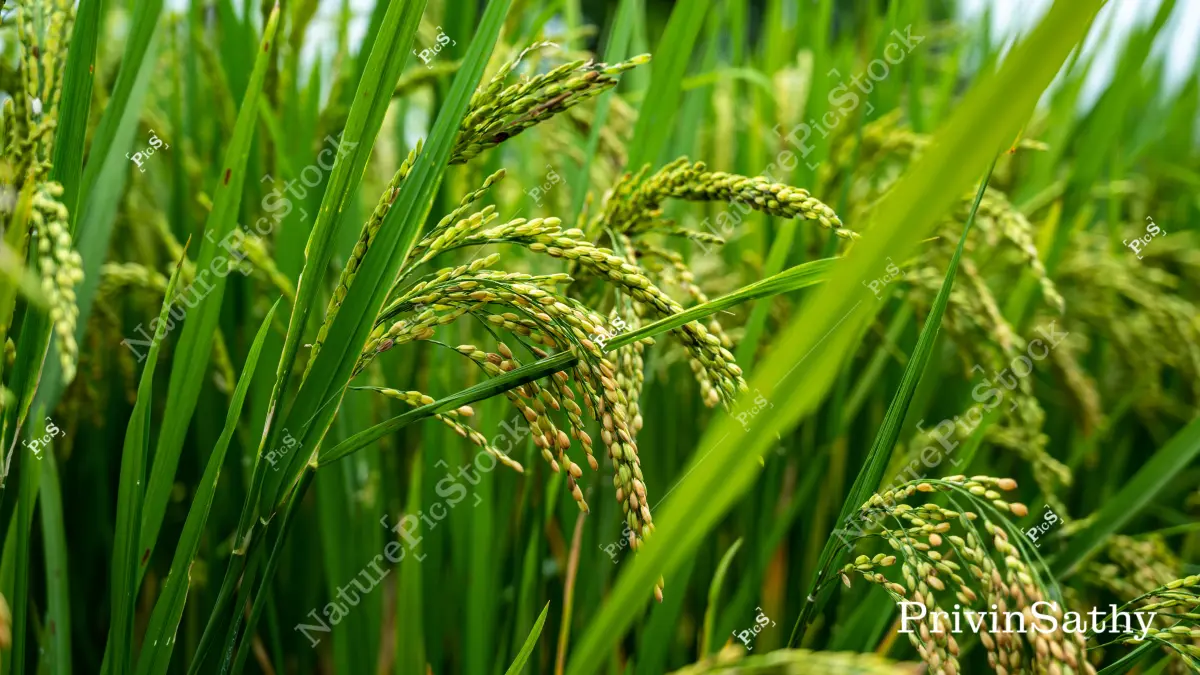 NaturePicStock - High-Quality Nature Stock Photos Website