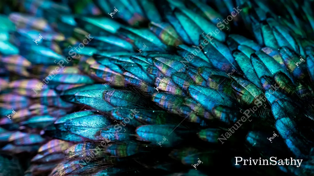 NaturePicStock - High-Quality Nature Stock Photos Website
