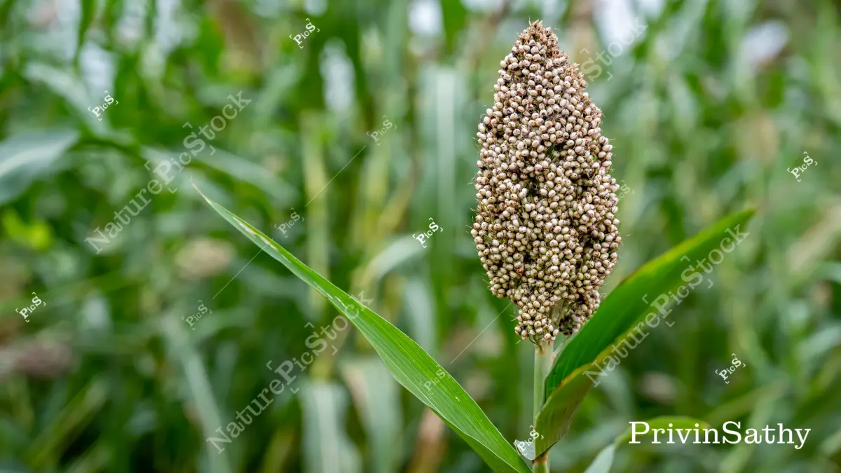 NaturePicStock - High-Quality Nature Stock Photos Website